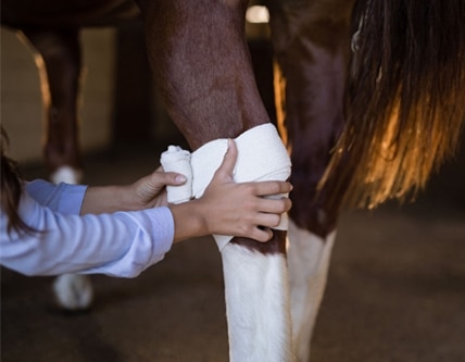 Soins du cheval, les produits pour des soins curatifs et préventifs